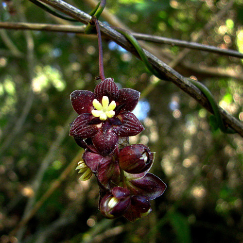 Coguil – Vivero Limache