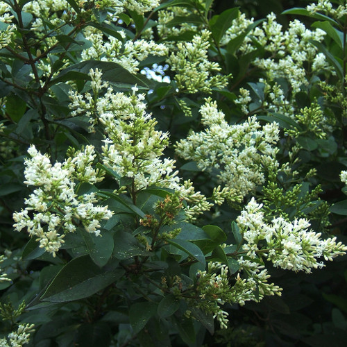 Ligustro lucidum – Vivero Limache