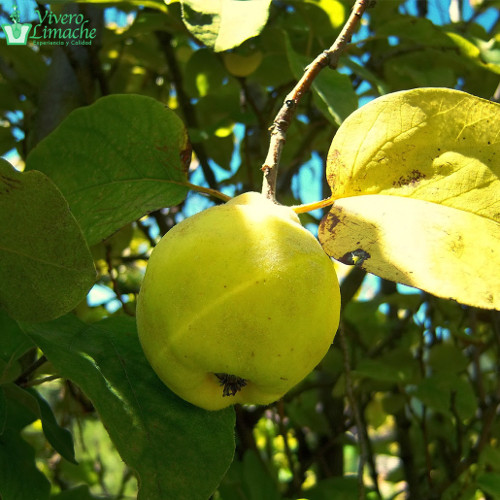 Membrillo – Vivero Limache