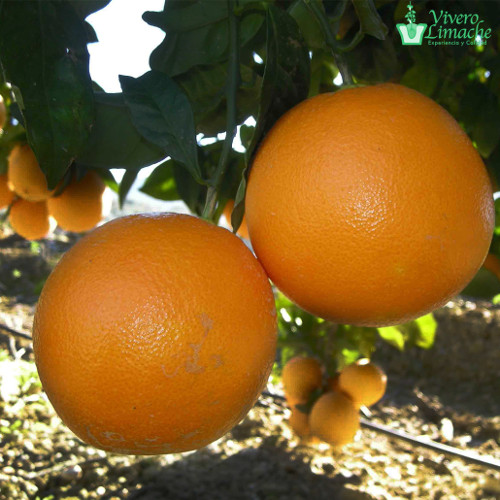 Naranjo – Vivero Limache