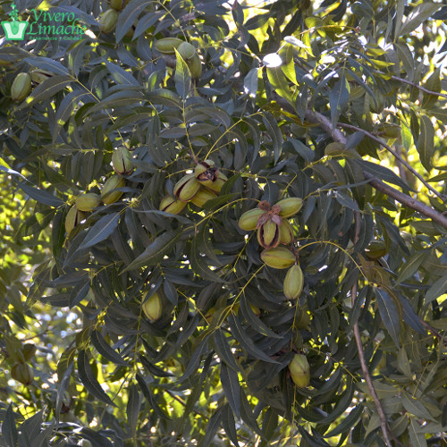 Pecano – Vivero Limache