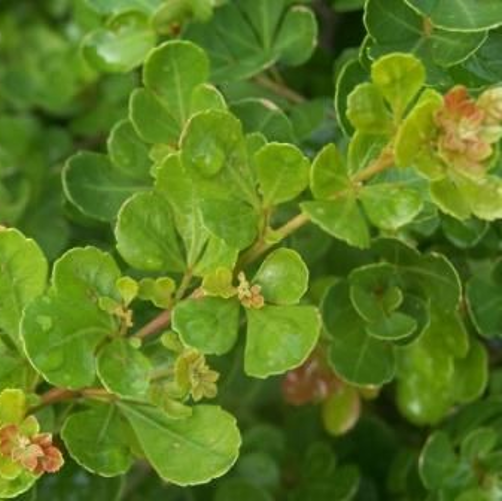 Rhus – Rhus crenata. – Vivero Limache