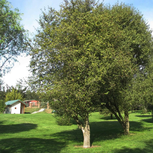 Boldo Peumus boldus – Vivero Limache
