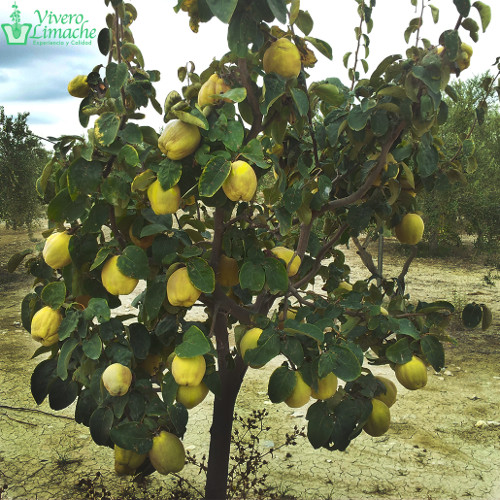 Membrillo – Vivero Limache