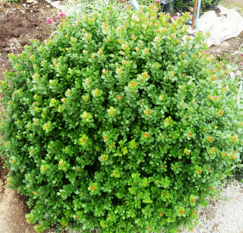 Rhus – Rhus crenata. – Vivero Limache