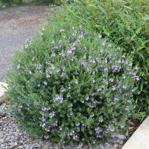 Westringia- Westringia fruticosa. – Vivero Limache