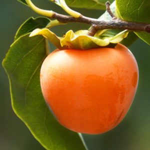 Caqui - Vivero Limache