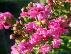 Crespón - Vivero Limache