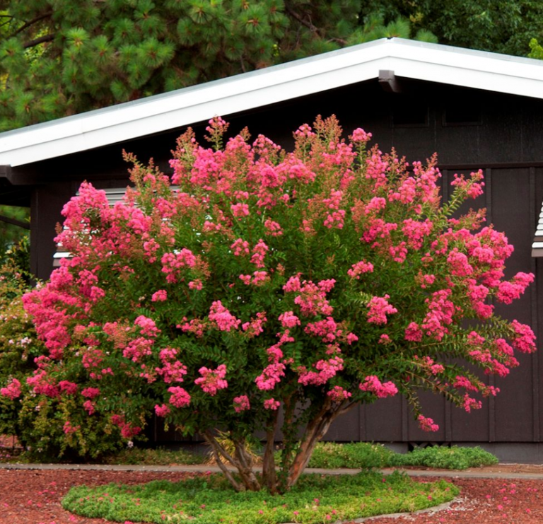 Crespón - Vivero Limache
